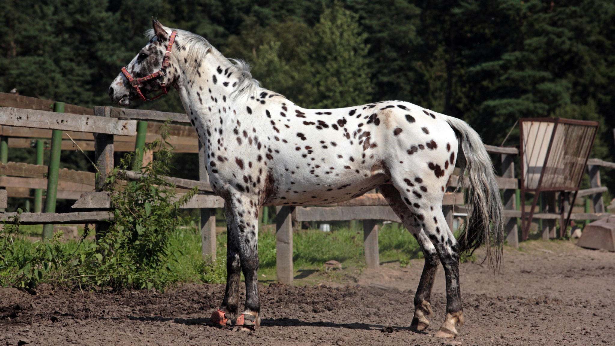 The Top 10 Horse Breeds for Beginners